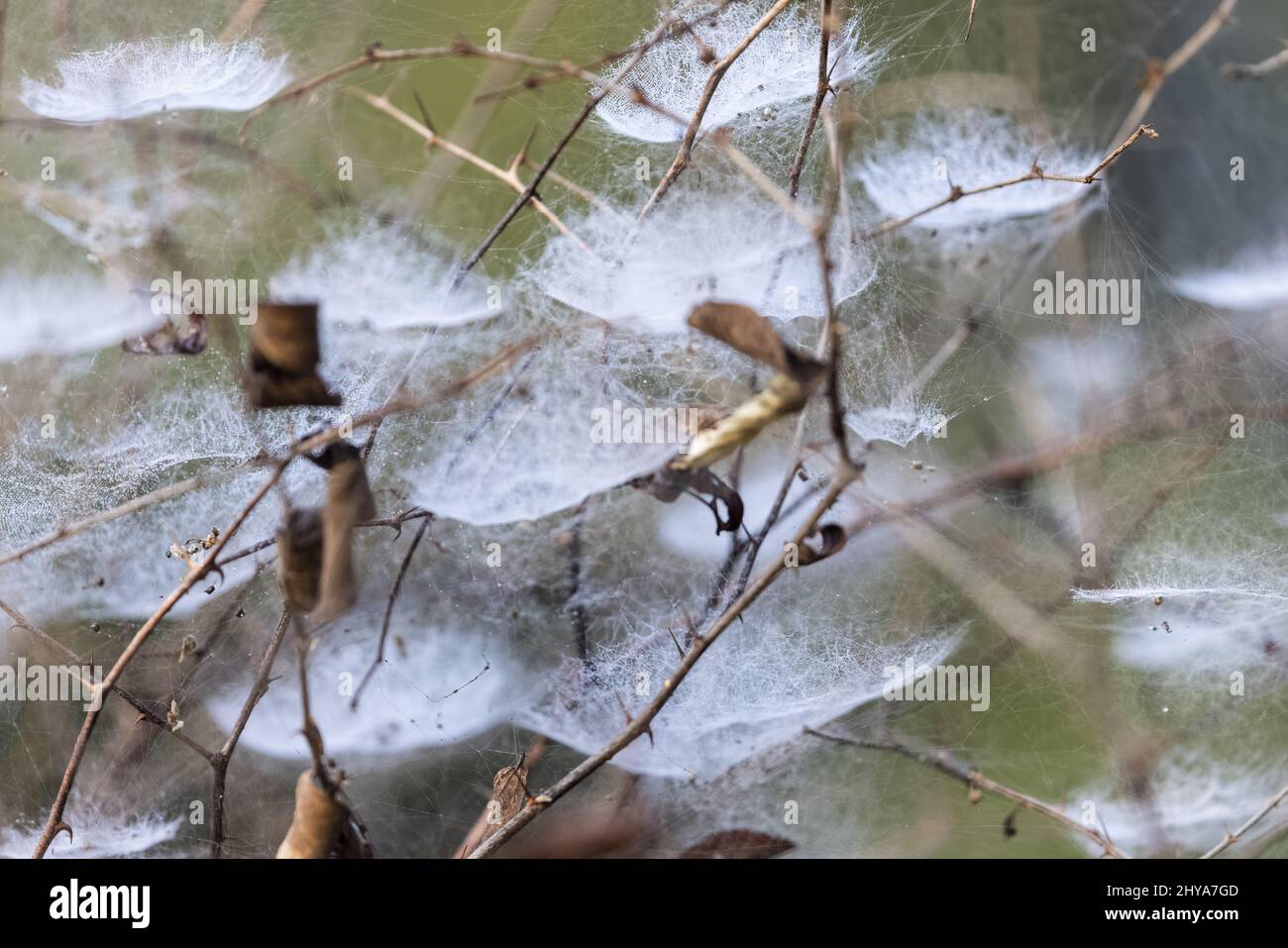 Cobweb on an autumn branches Stock Photo - Alamy