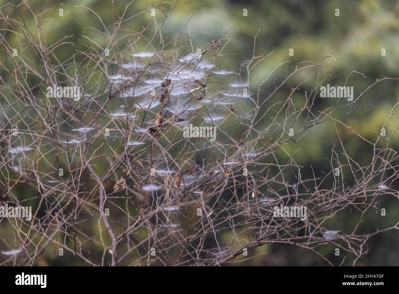 Cobweb of tree branches hi-res stock photography and images - Alamy