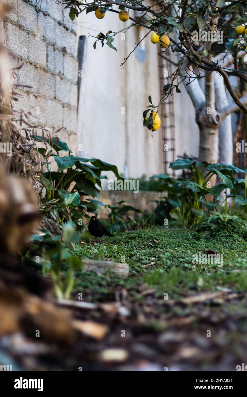 Small lemon tree in the garden Stock Photo - Alamy