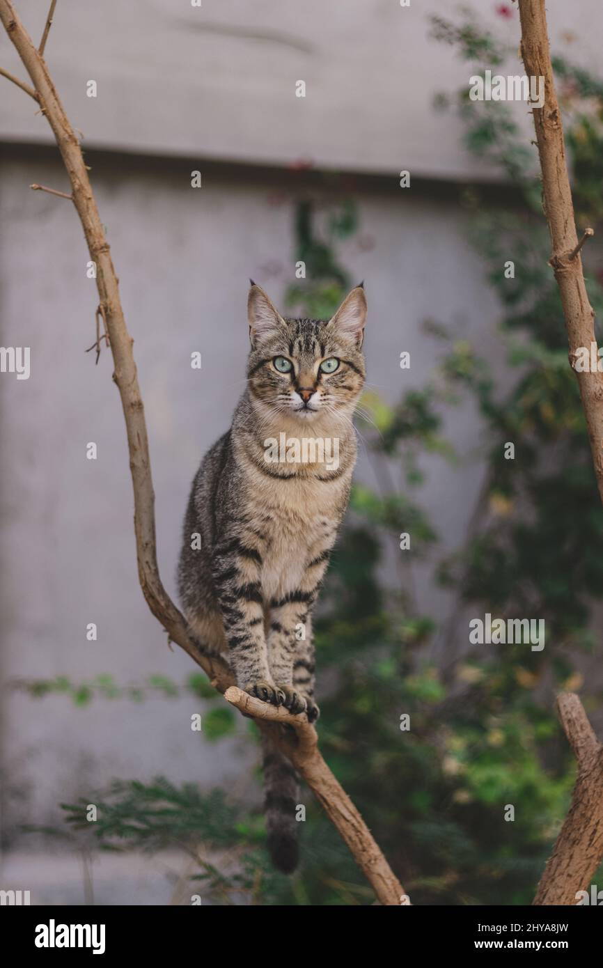 Shot of a beautiful cat standing on a tree's branch Stock Photo - Alamy
