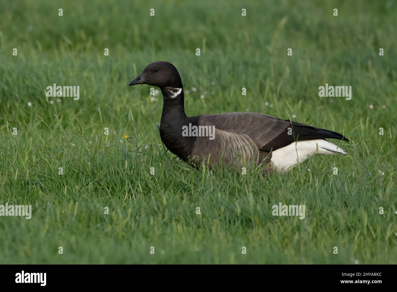 Black brant goose hi-res stock photography and images - Alamy