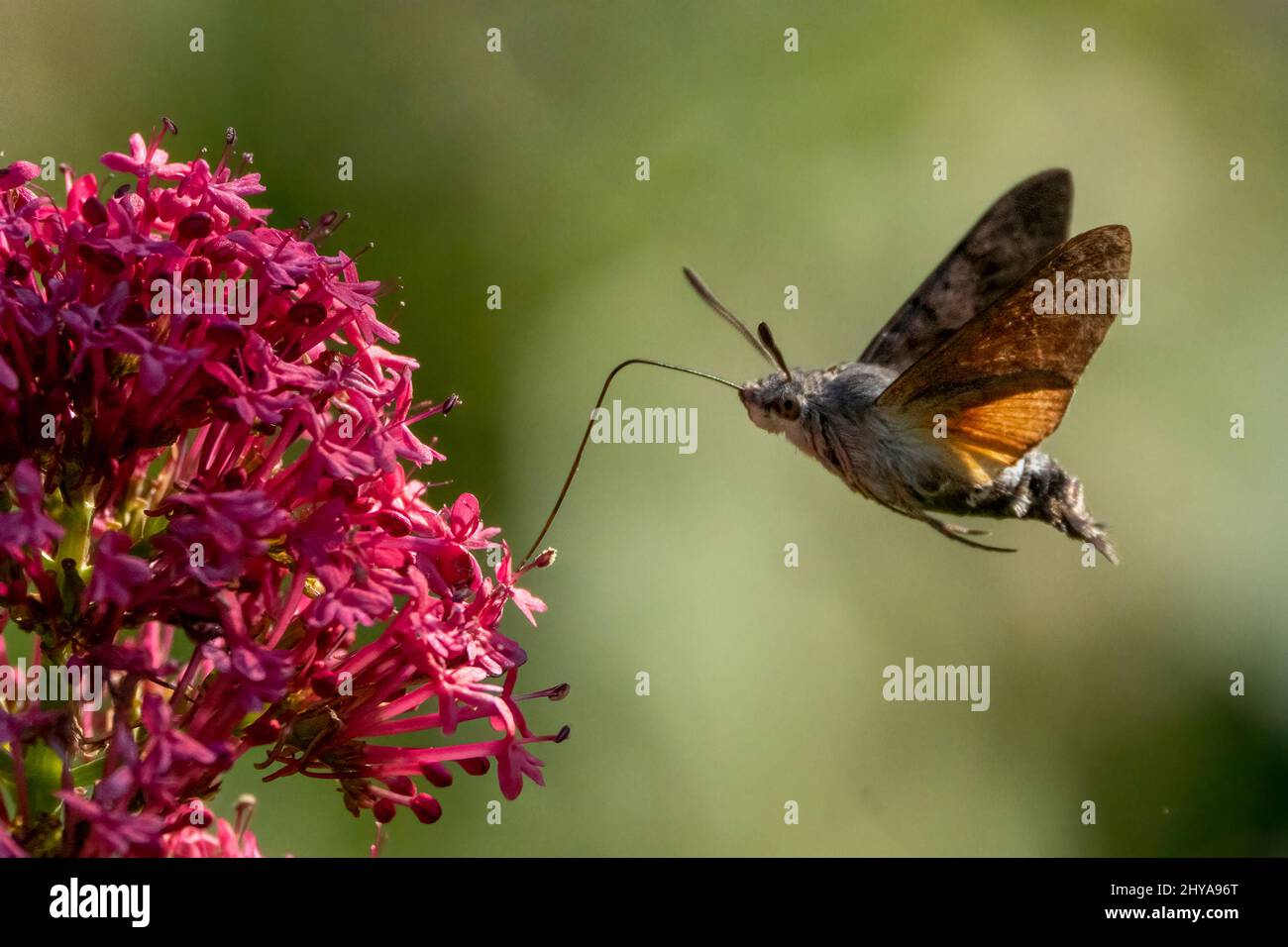 Valerian hummingbird hawk moth hi-res stock photography and images - Alamy
