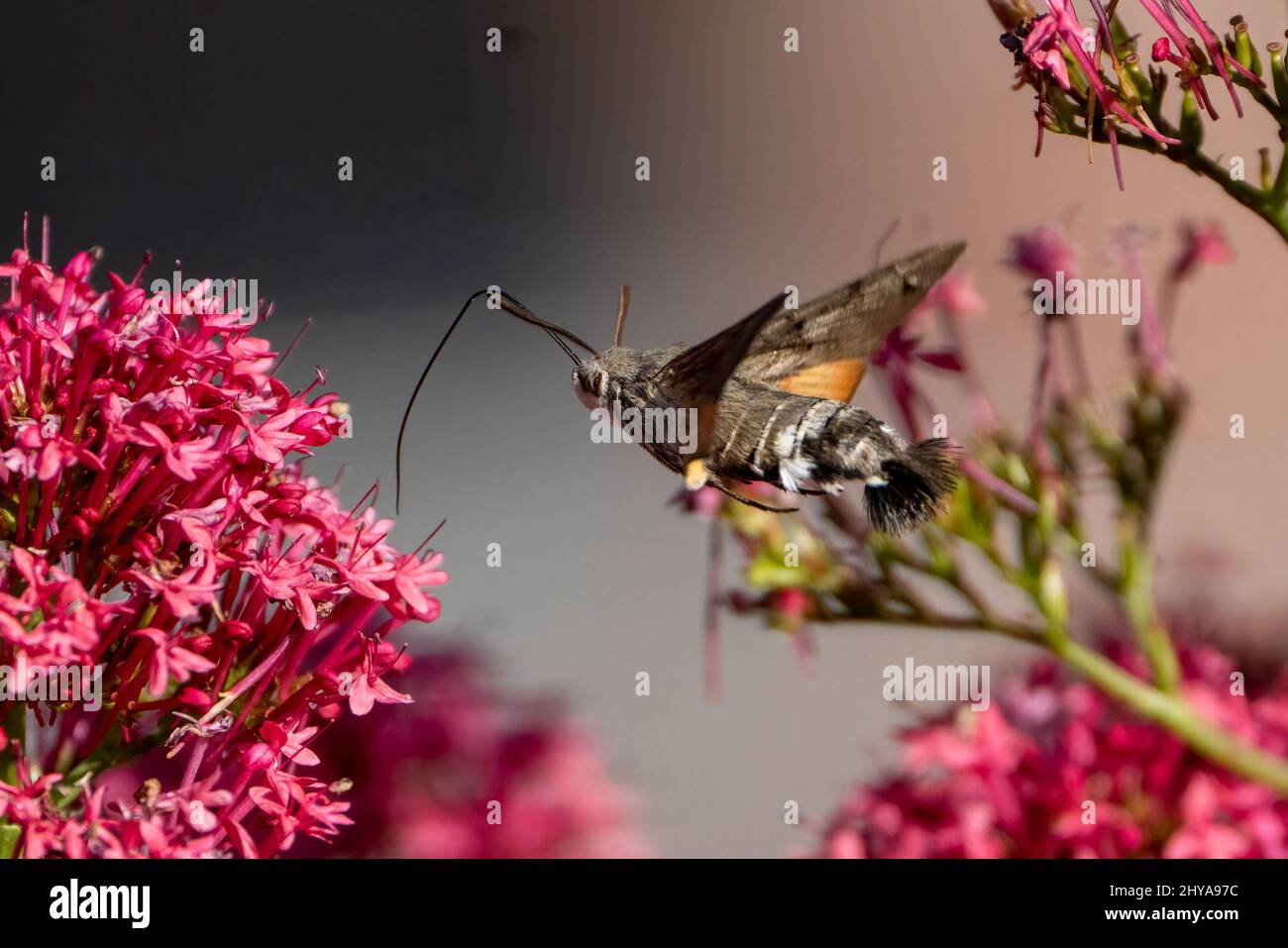 Valerian hummingbird hawk moth hi-res stock photography and images - Alamy