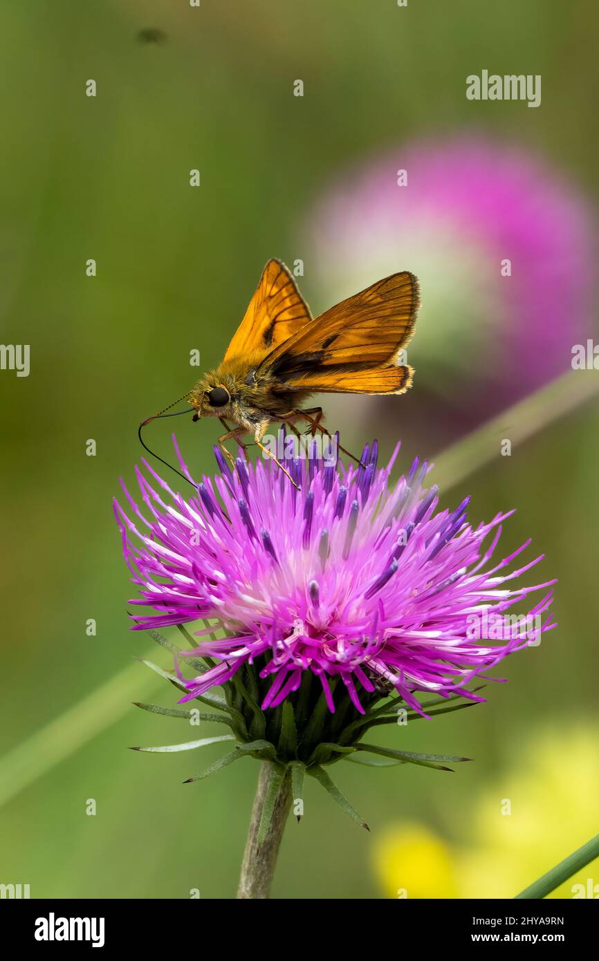 Vertical shot of an insect sitting on the carduus Stock Photo - Alamy