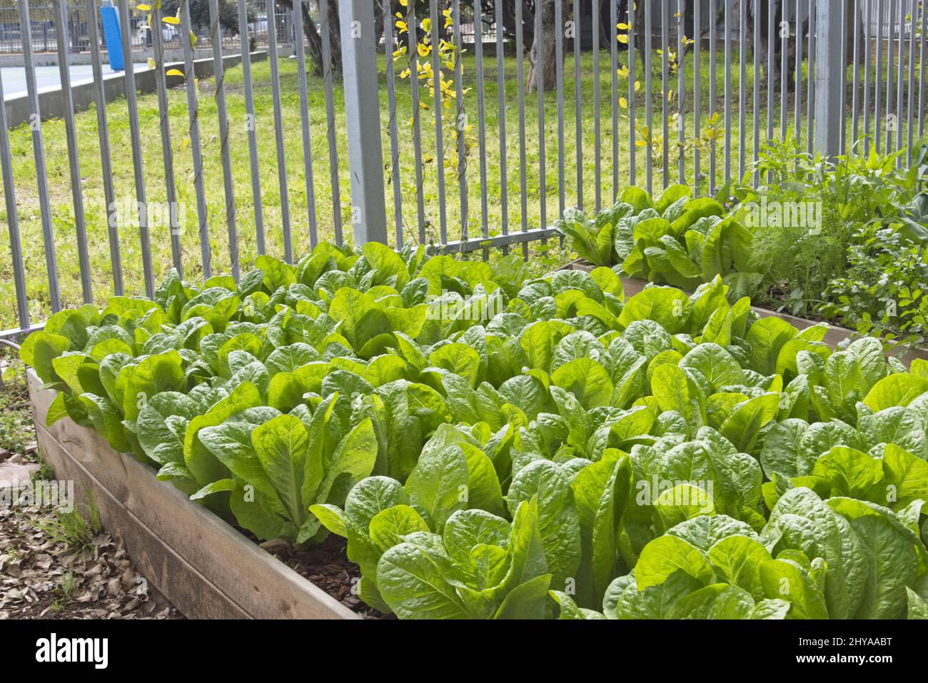 Beds with lettuce and other types of plants behind a metal fence Stock ...