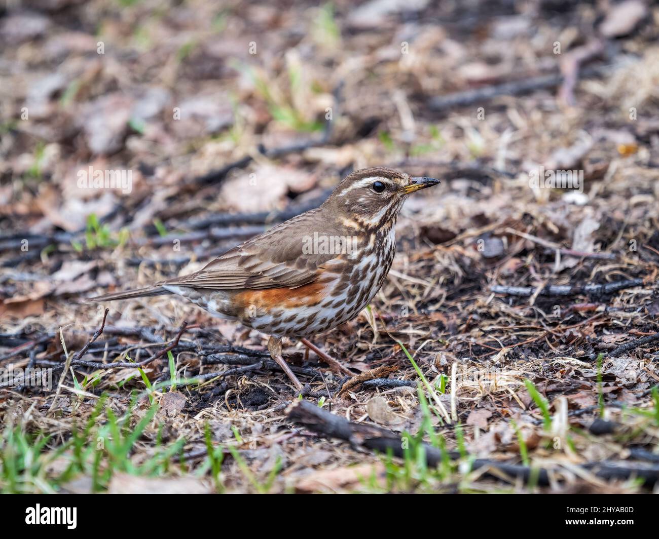 Wood bird Redwing, Turdus iliacus, on a sprng lawn. Small thrush ...