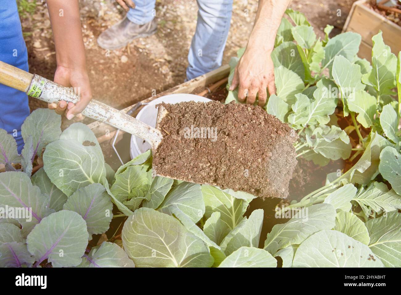 Man puts a composter in a garden bed with broccoli Stock Photo - Alamy
