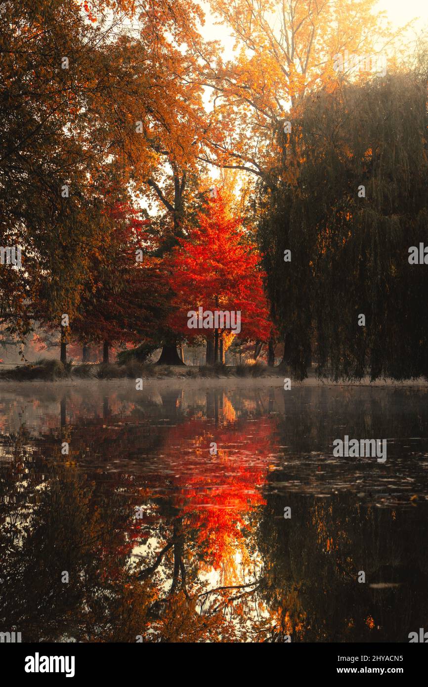 Shade giving tree hi-res stock photography and images - Alamy