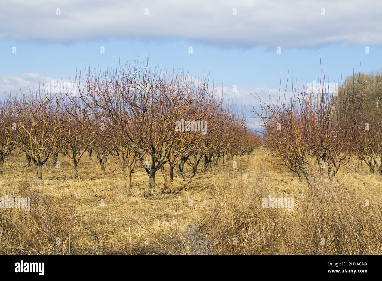 Georgia apple hi-res stock photography and images - Alamy