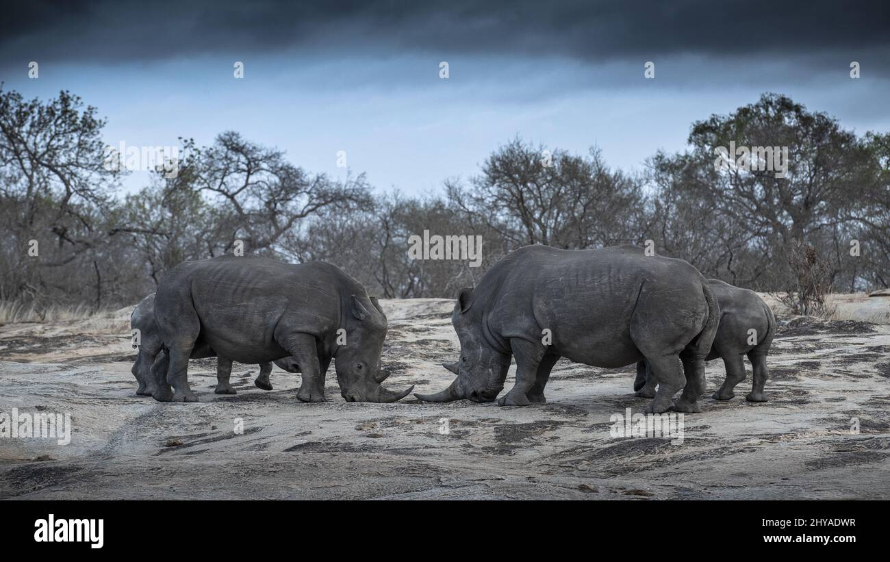 Group of rhinos spend time in a sandy area on a safari Stock Photo - Alamy