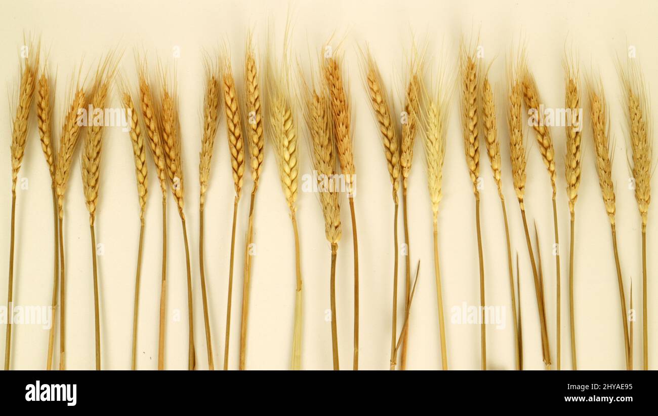 indoor photography of dry wheat plant standing on white background ...