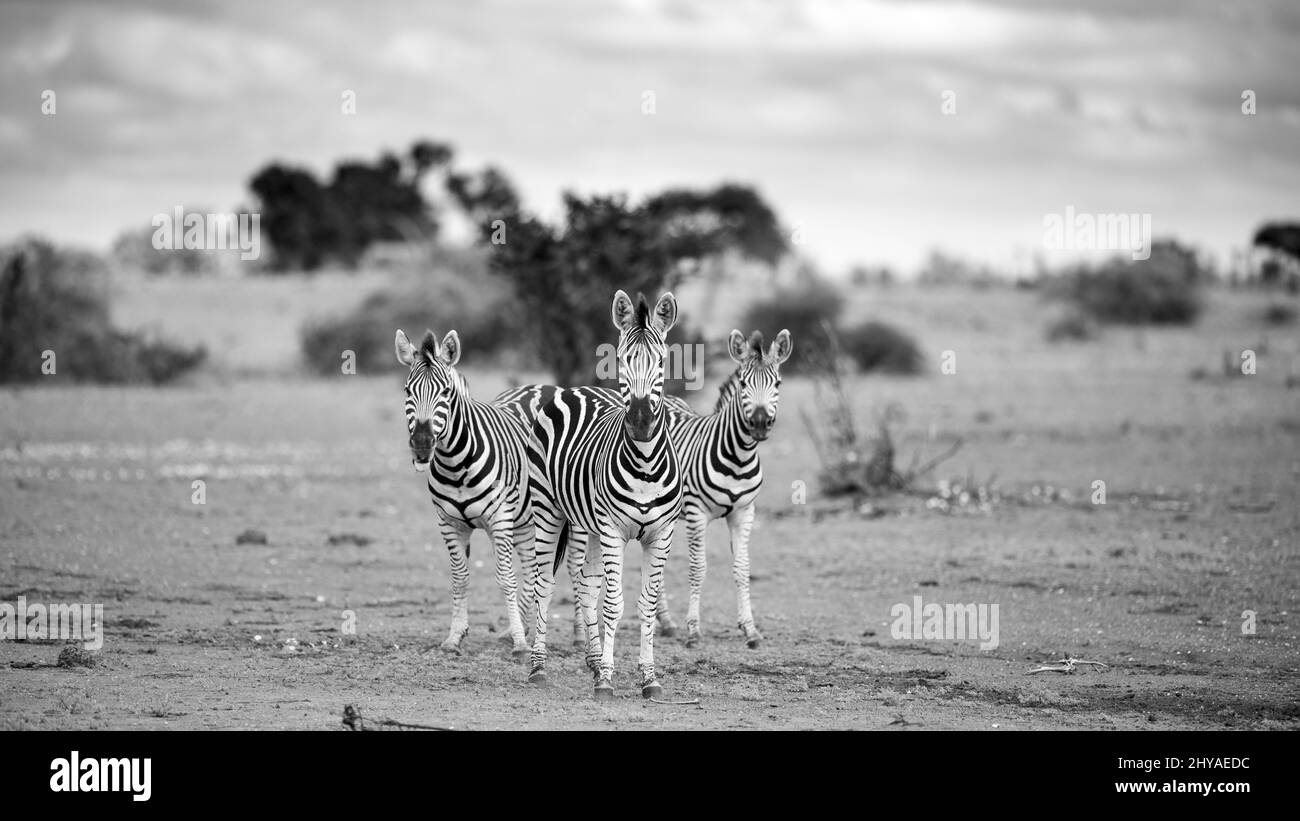 Three zebra cubs look at camera on safari in black and white Stock ...