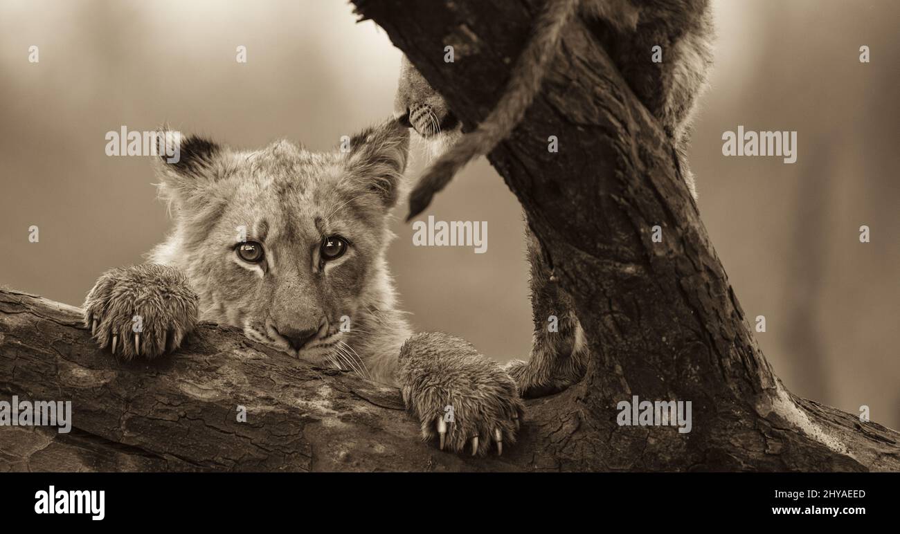Lion cub looking at the camera while hang on a tree branch in sepia ...