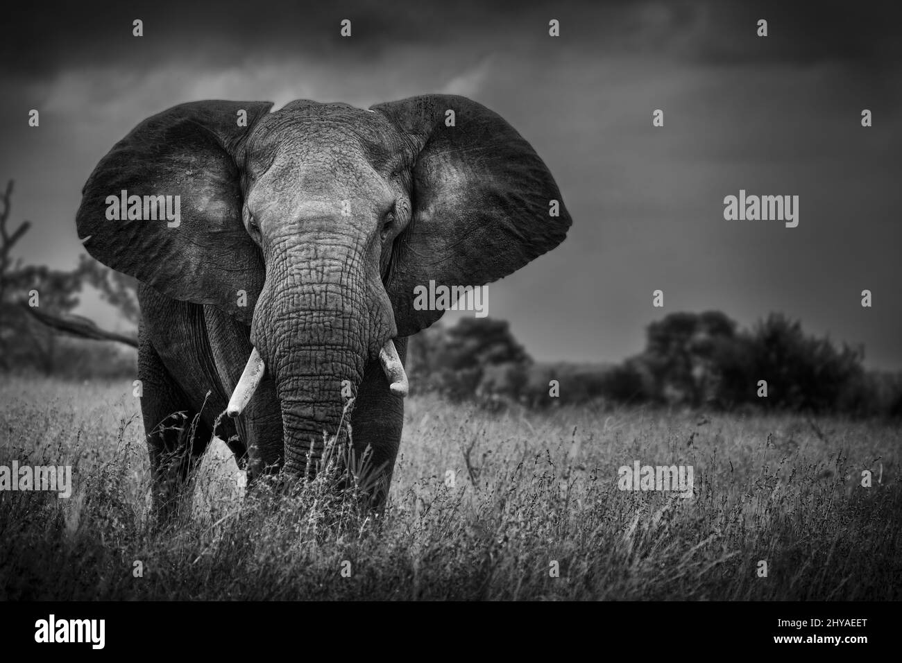 Ig elephant looking at the camera while standing in the grass in safari ...
