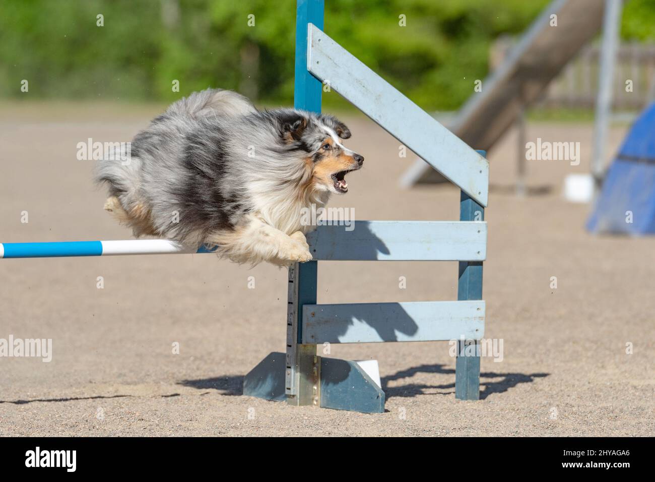 Closeup shot of a Shetland Sheepdog jumping over an agility hurdle ...