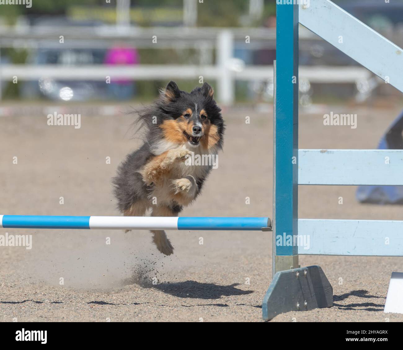 Closeup shot of a Shetland Sheepdog jumping over an agility hurdle ...