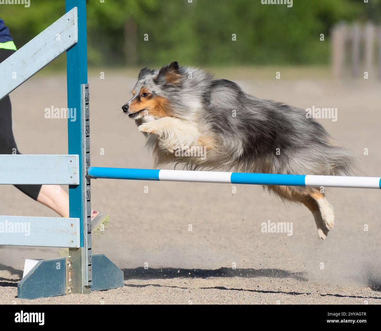 Closeup shot of a Shetland Sheepdog jumping over an agility hurdle ...