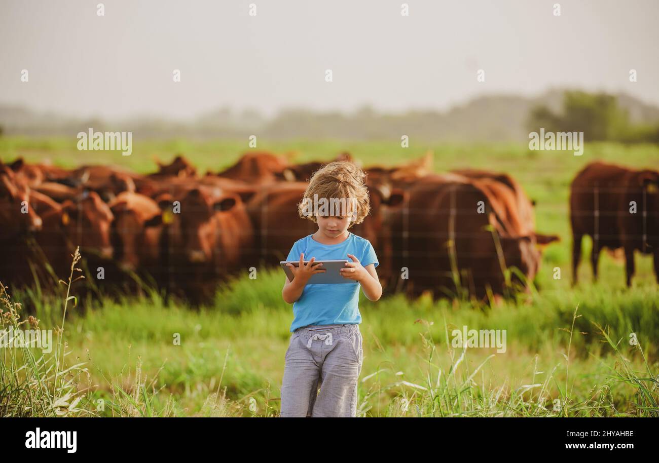 Child farmer at cows farm. Kids at countryside. Kid with tablet at farm ...
