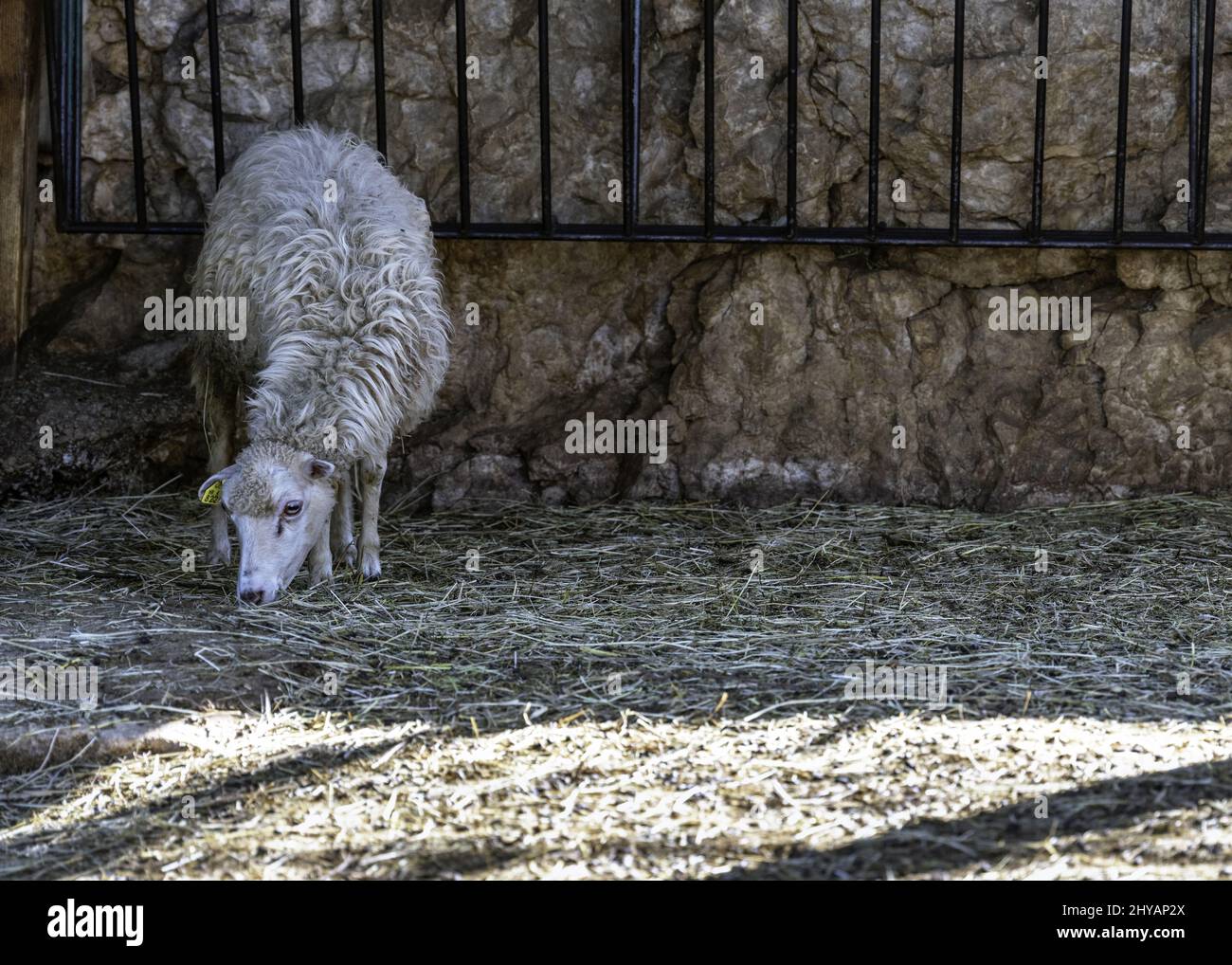 Split zoo hi-res stock photography and images - Alamy