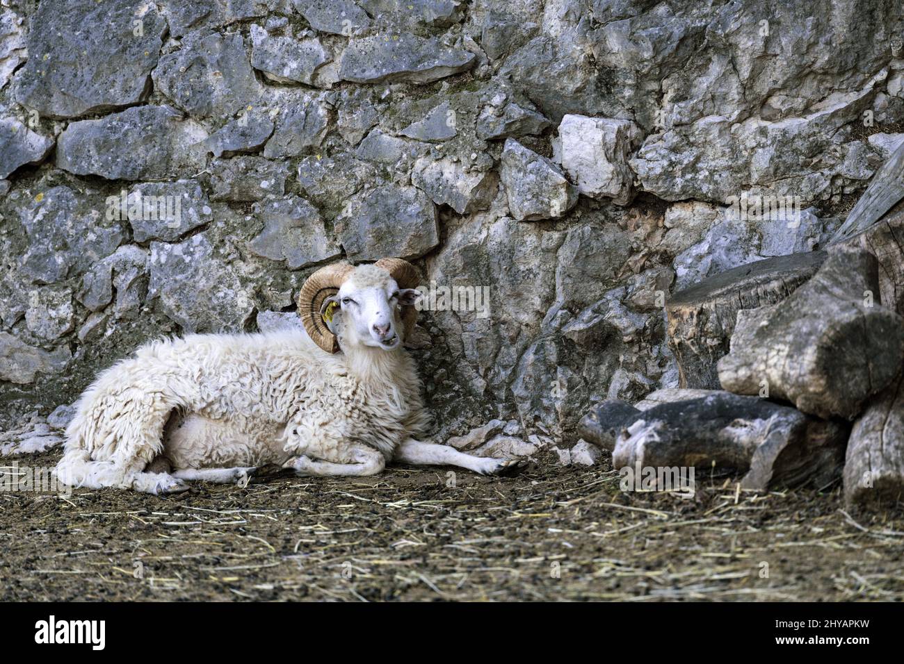 Split zoo hi-res stock photography and images - Alamy