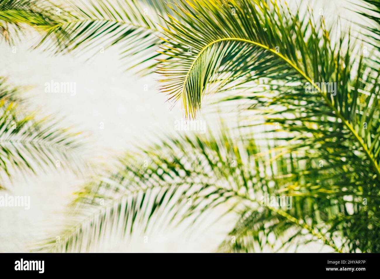 View of green palm branches on a white wall background Stock Photo - Alamy