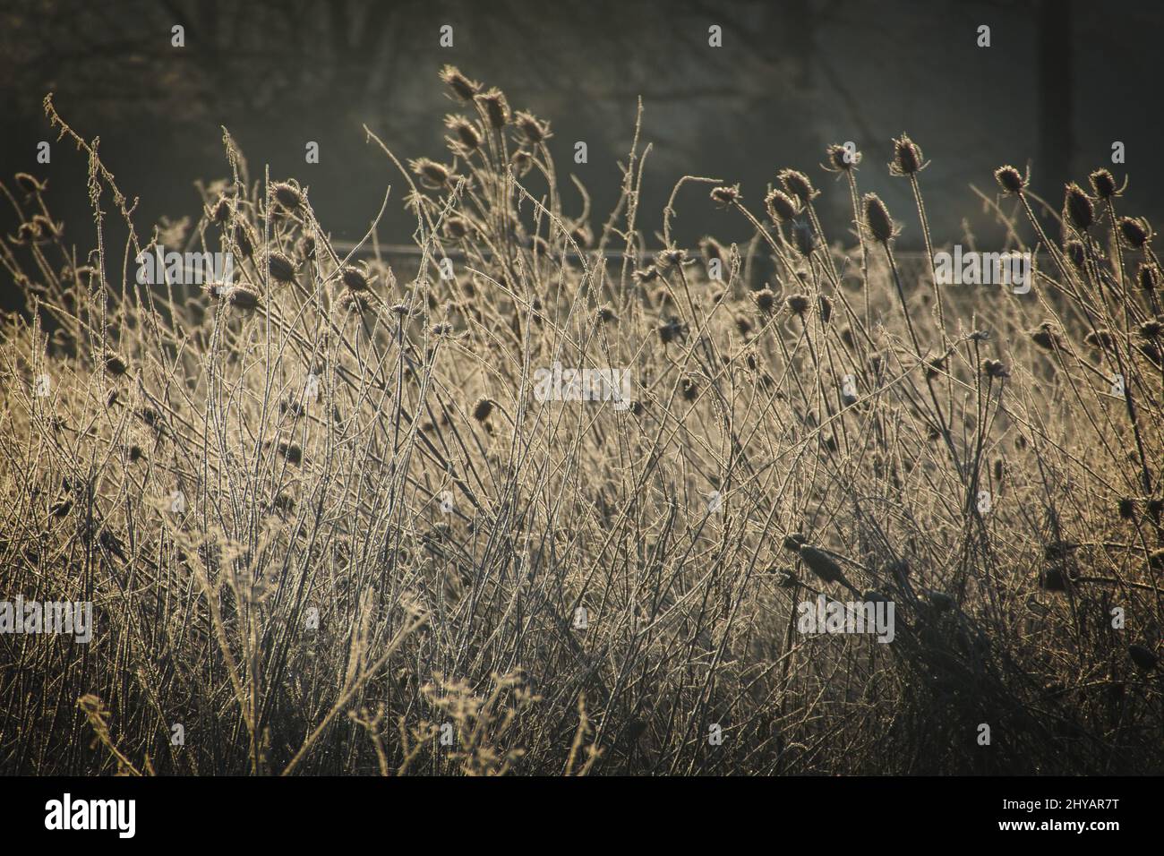 Phragmites australis on a winter early morning Stock Photo - Alamy