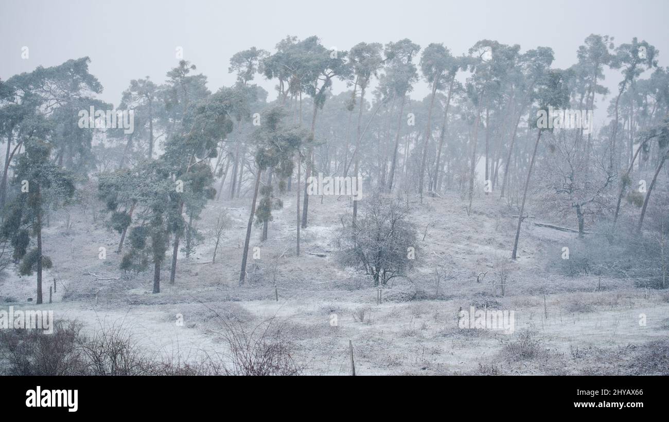 Forest of thin trees in a snowy field Stock Photo - Alamy