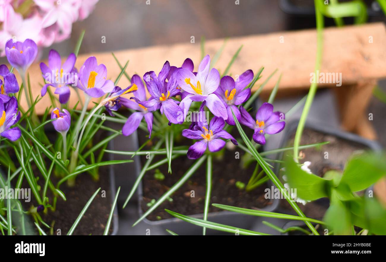Crocus tommasinianus, the woodland crocus or early crocus Stock Photo ...
