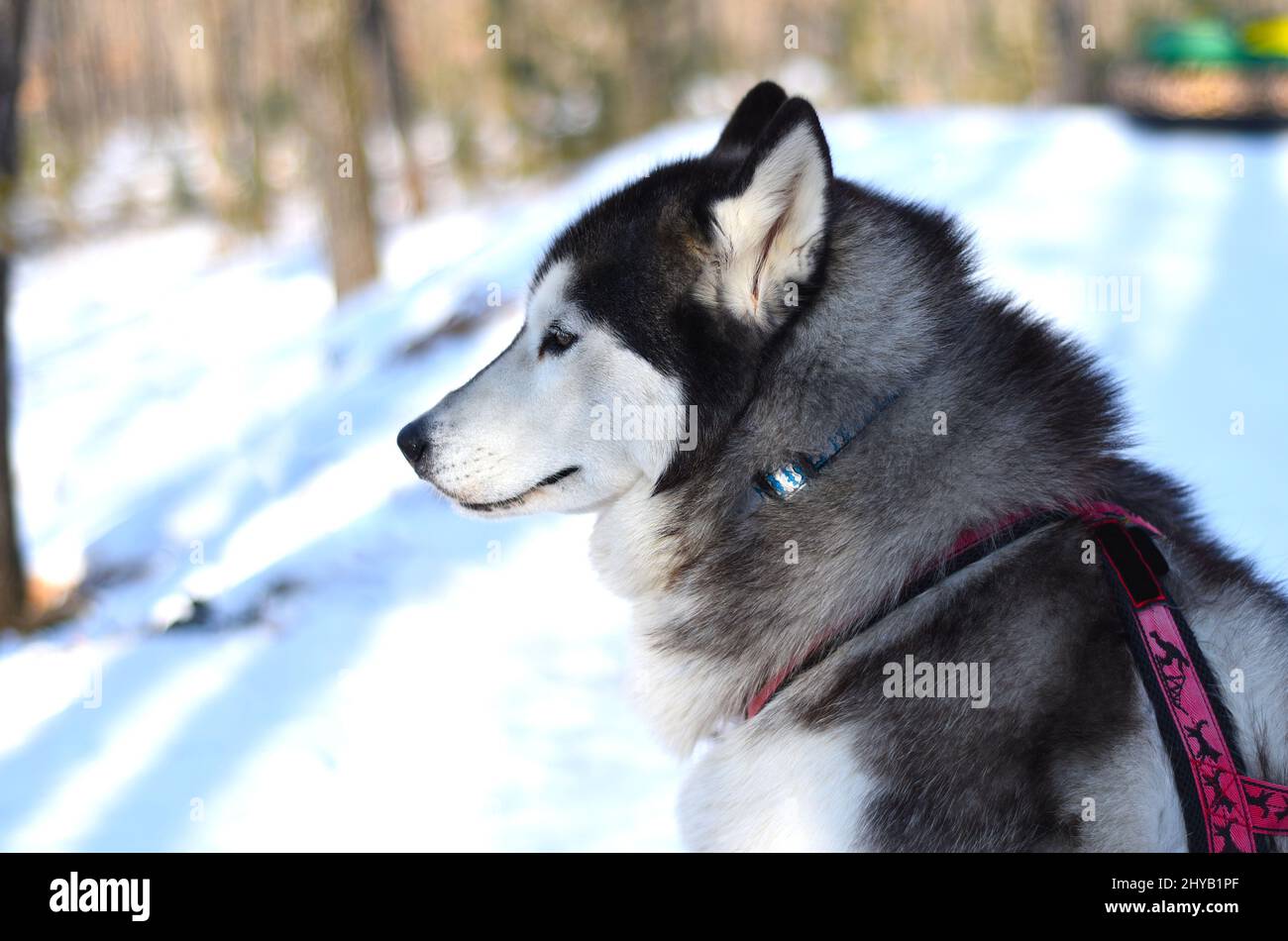 Portrait of young siberian husky looking away Stock Photo - Alamy