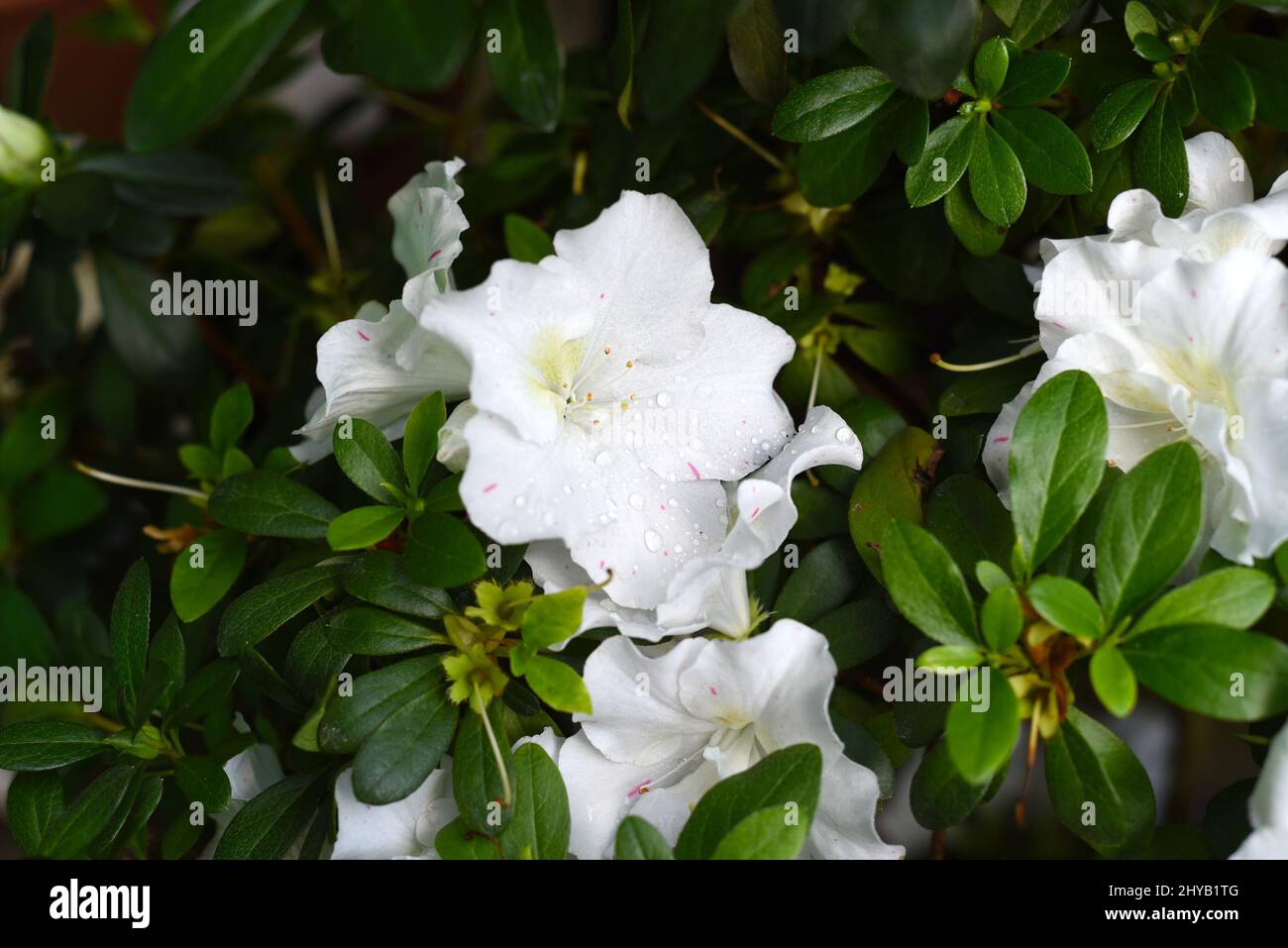 White azalea flowers growing on a shrub Stock Photo - Alamy
