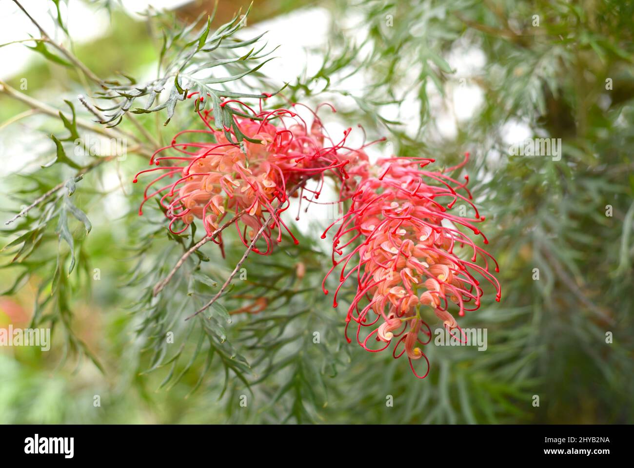 Grevillea 'Robyn Gordon' planted widely in Australia Stock Photo - Alamy