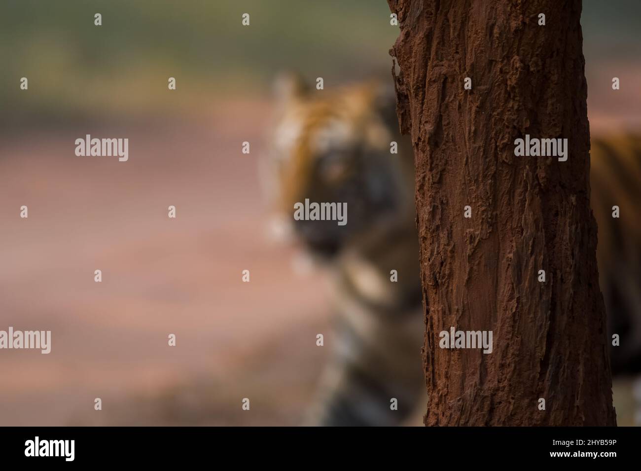Blurred tiger behind the tree Stock Photo - Alamy