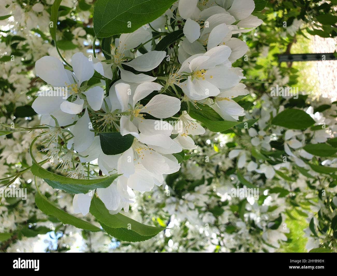 White flowers of a blooming tree in the mountains of Colorado Stock ...