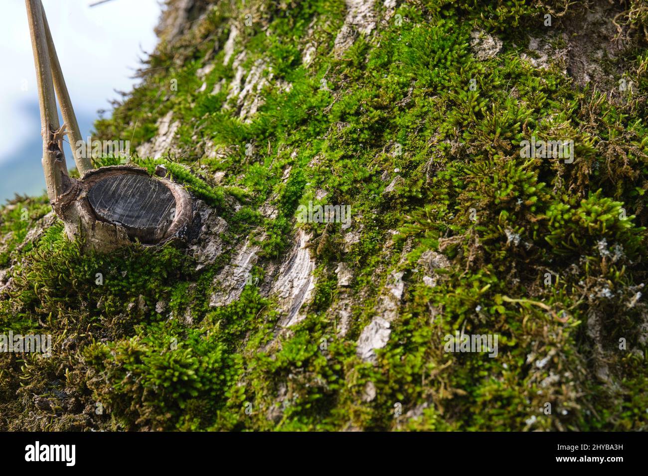 Shot of a grass growing on surface of an old and big tree Stock Photo ...