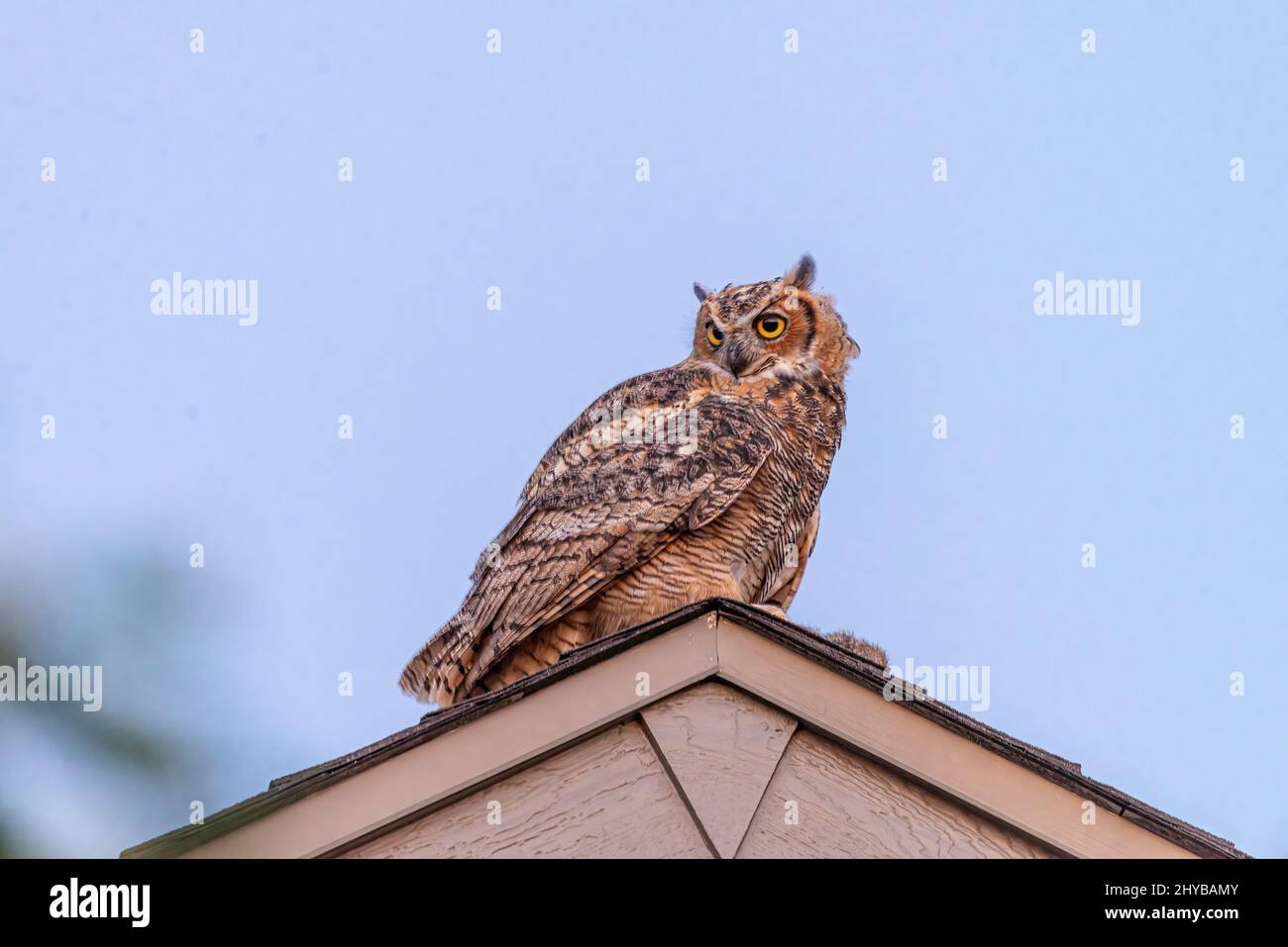 Selective focus of a Eagle owl perched on rood of the house on a blue ...