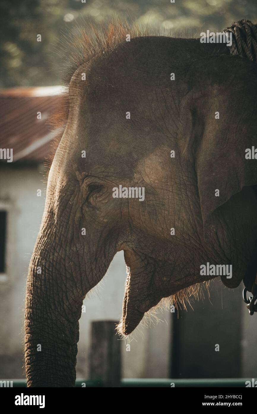 Vertical close up shot of a cute elephant face with an open mouth Stock ...