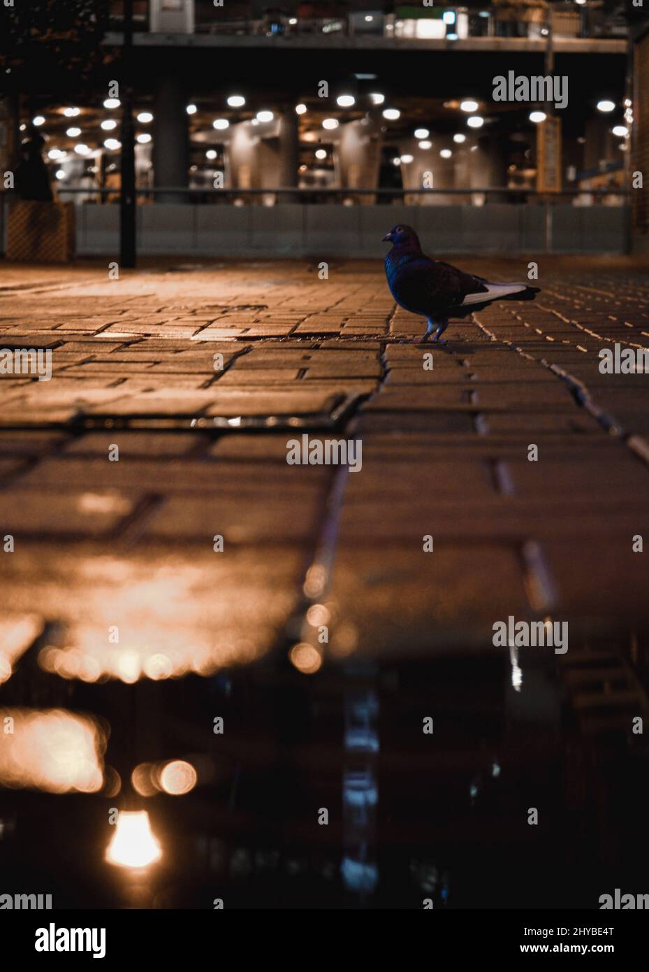 Closeup shot of pigeon in night city environment Stock Photo - Alamy