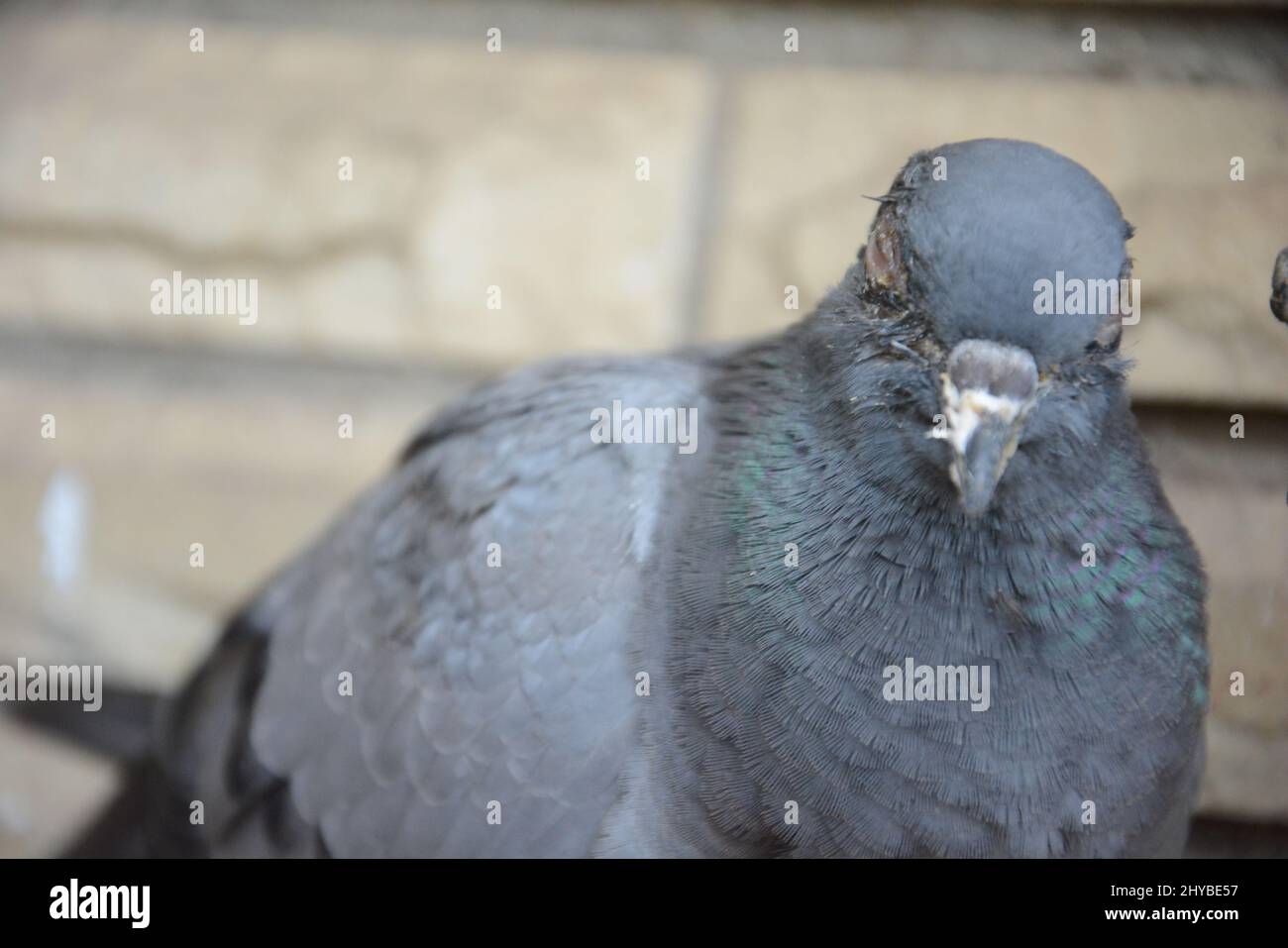Shot of blind pigeon the sign of peace in gray colors Stock Photo - Alamy