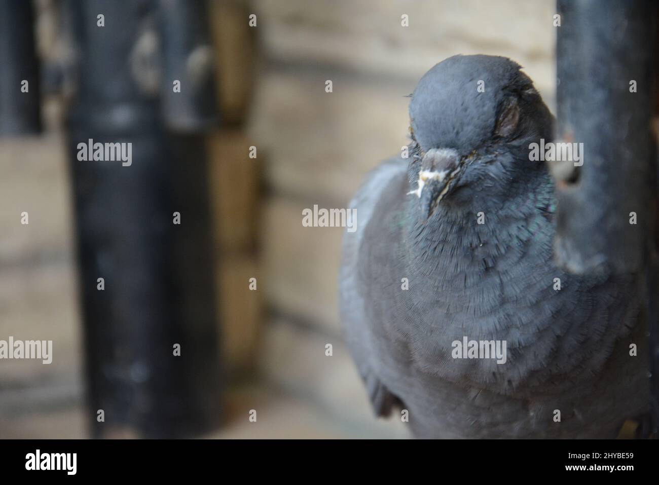 blind pigeon the sign of peace in gray colors Stock Photo - Alamy