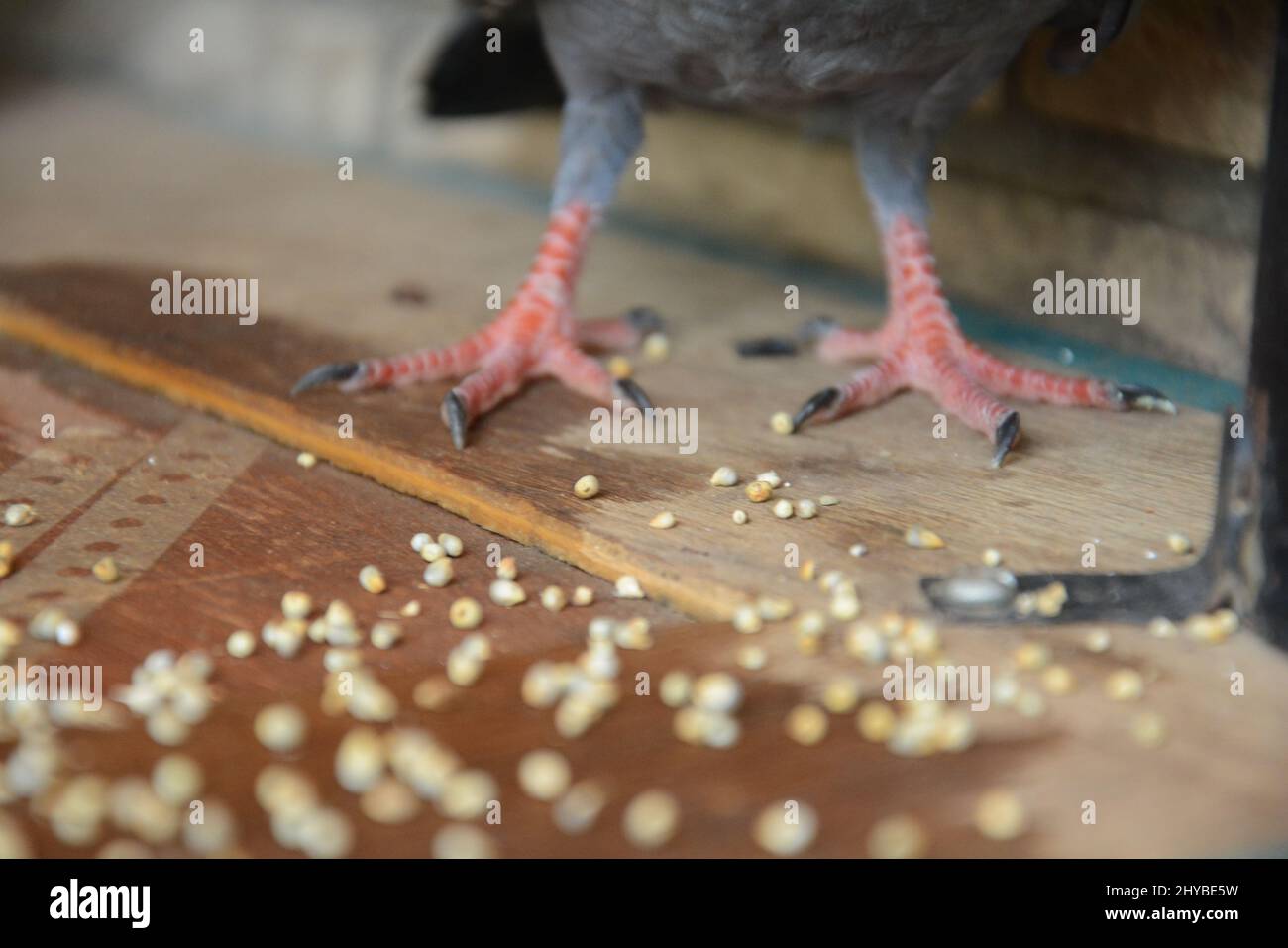 Shot of pigeon's feet behind of bread Stock Photo - Alamy