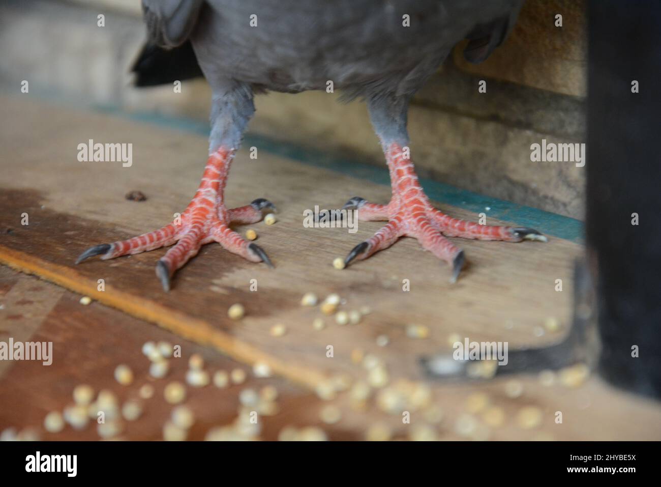 Shot of pigeon's feet behind of bread Stock Photo - Alamy