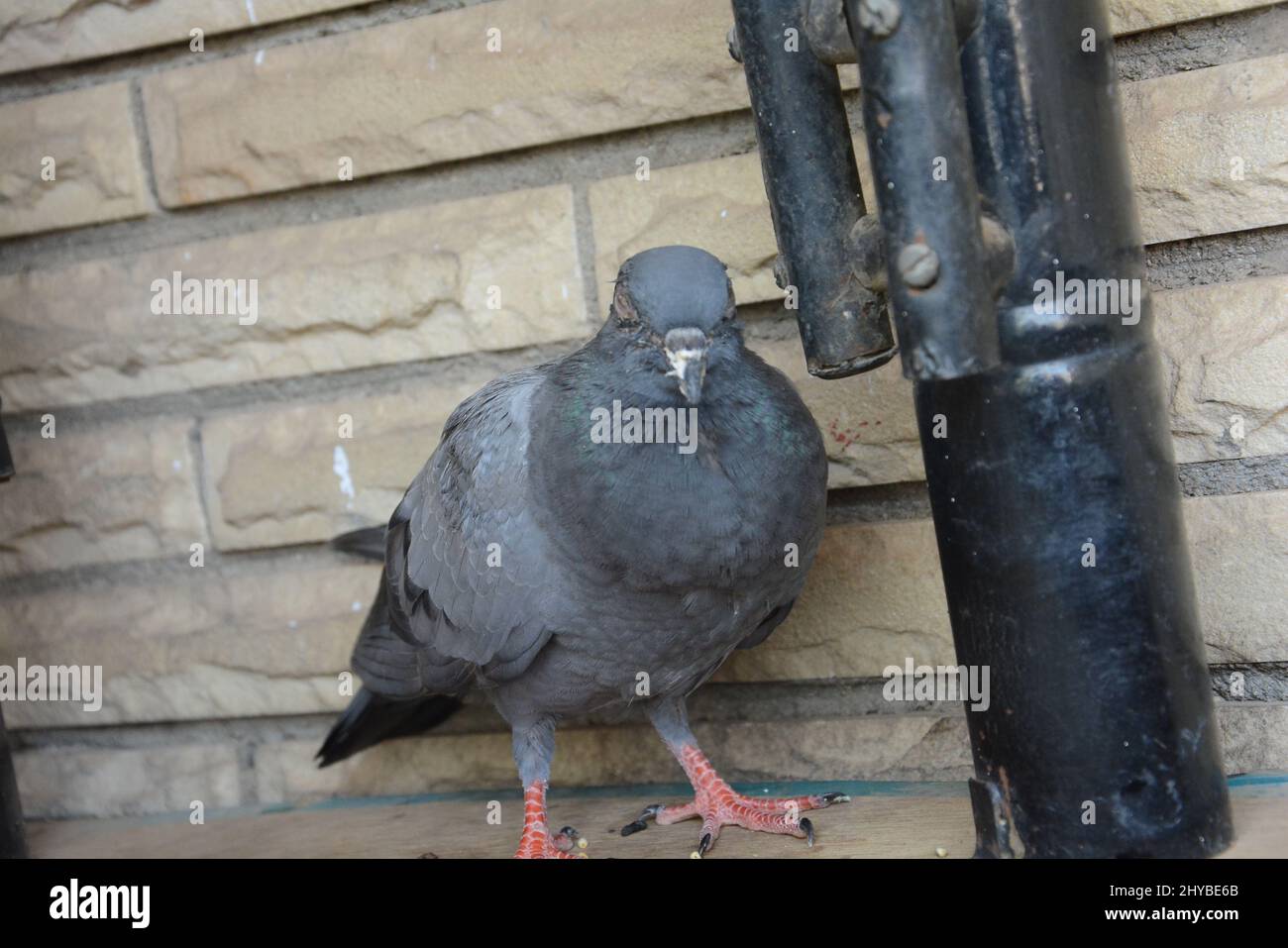 Bird blind hi-res stock photography and images - Alamy