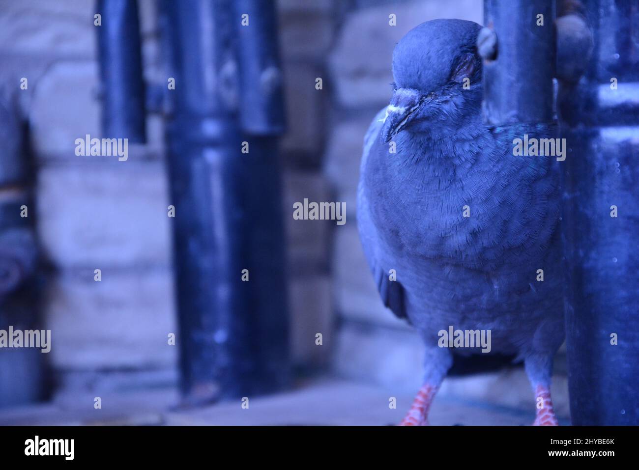 Shot of blind pigeon the sign of peace in gray colors Stock Photo - Alamy