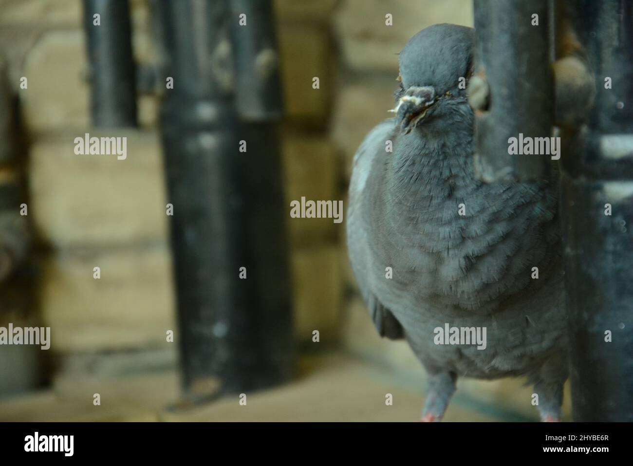 Shot of blind pigeon the sign of peace in gray colors Stock Photo - Alamy