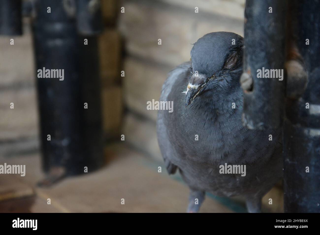 Shot of blind pigeon the sign of peace in gray colors Stock Photo - Alamy