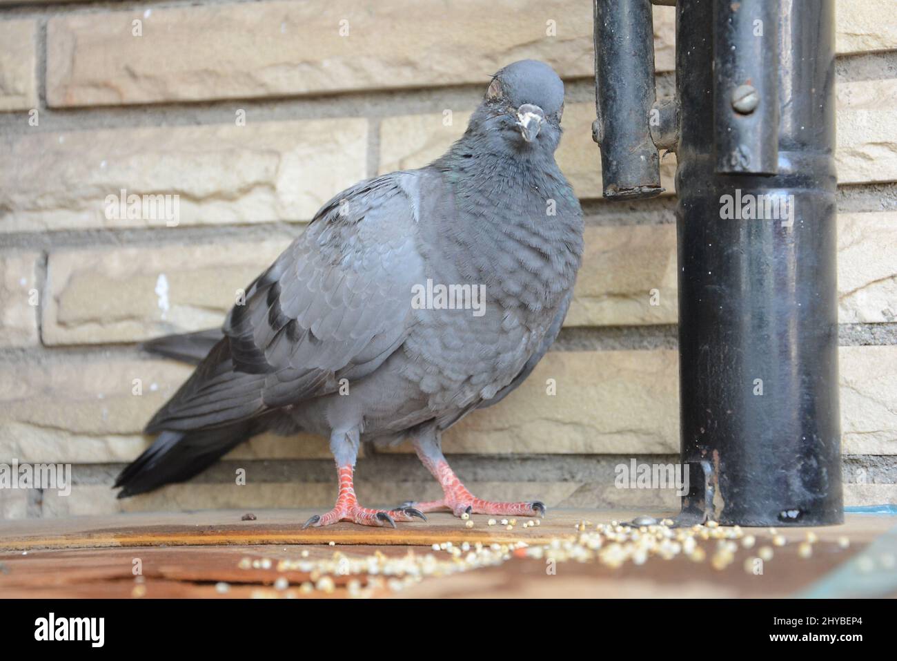 blind pigeon the sign of peace in gray colors Stock Photo - Alamy