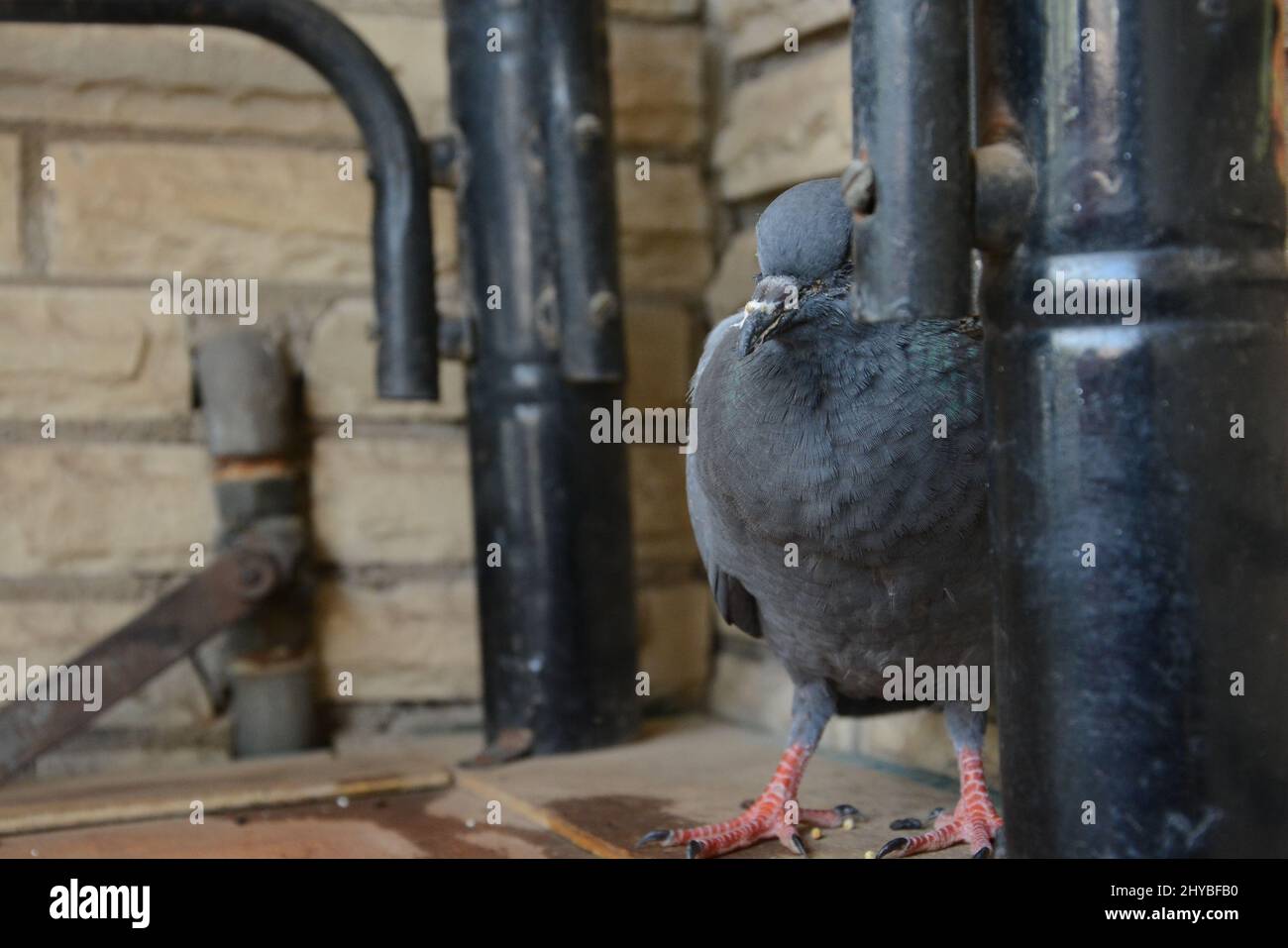 Shot of blind pigeon the sign of peace in gray colors Stock Photo - Alamy