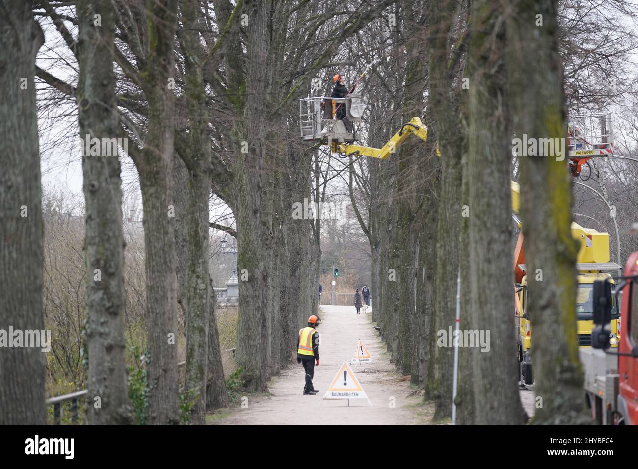 Hamburg, Germany. 14th Mar, 2022. An arborist cuts branches from a tree ...