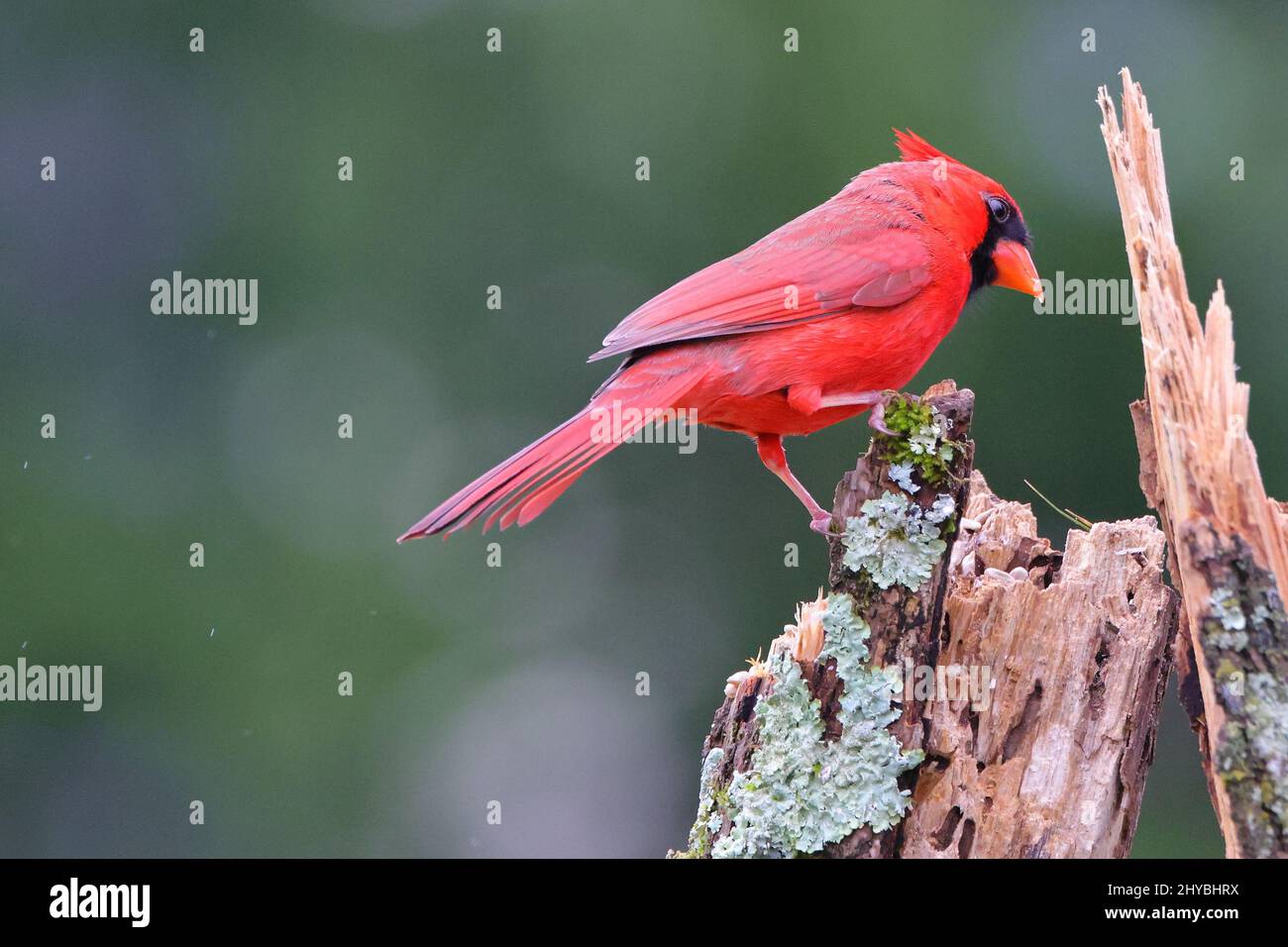 Northern cardinal (Cardinalis cardinalis) on blurred background Stock ...