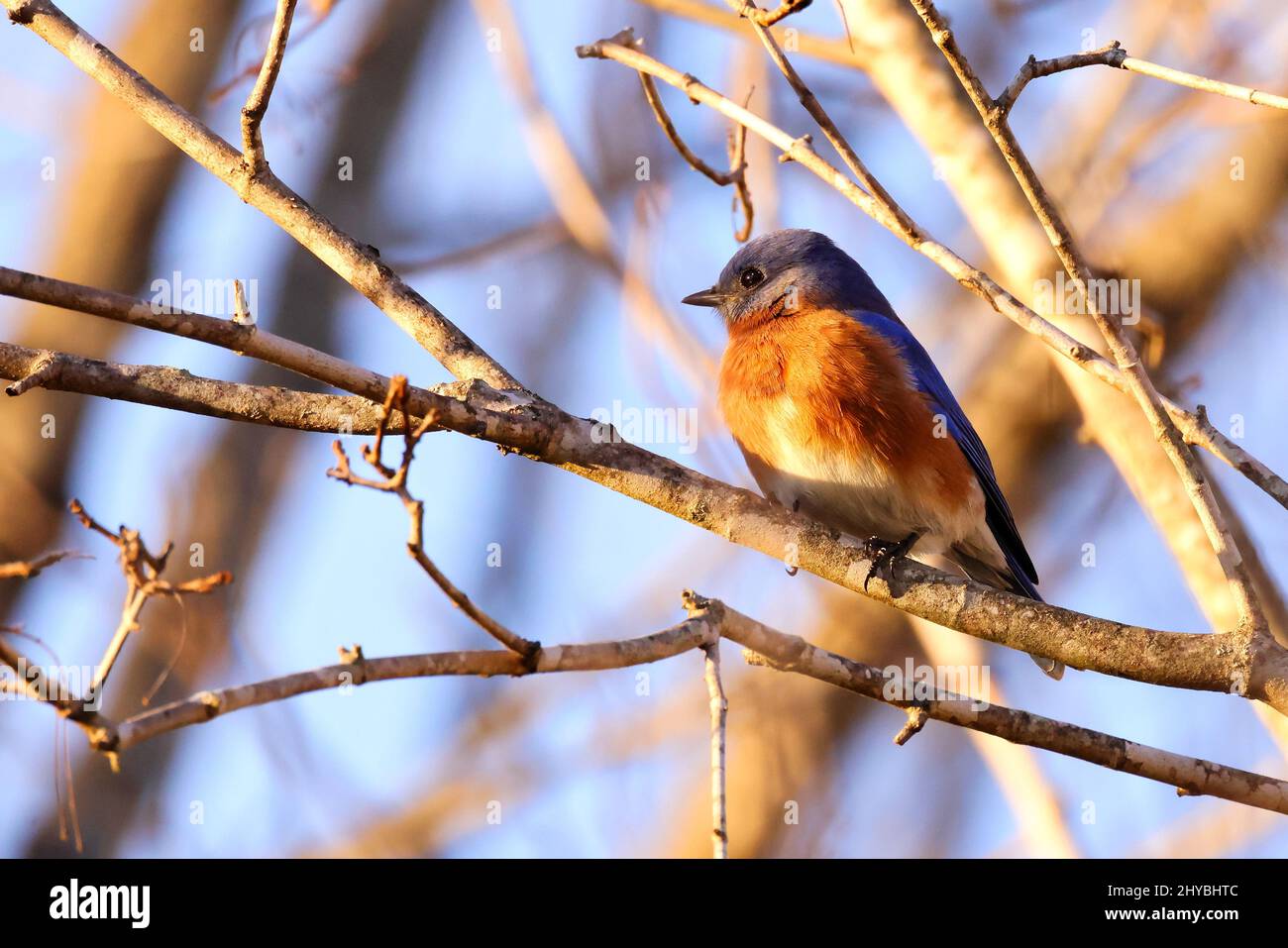 Closeup of a beautiful Eastern bluebird on a tree branch in a forest ...